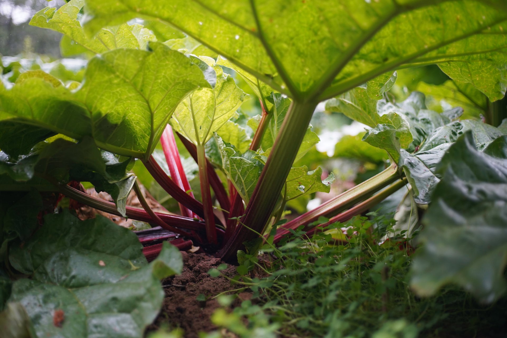 Dalston's Soda Co - Real Fruit Soda Made By Chefs